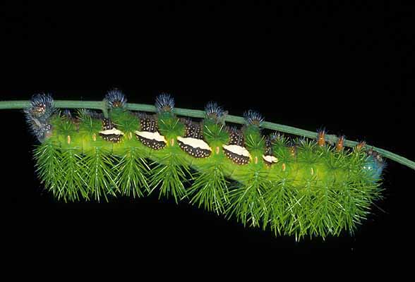 Automeris moresca LARVAE (Caterpillars) - World of Butterflies and Moths