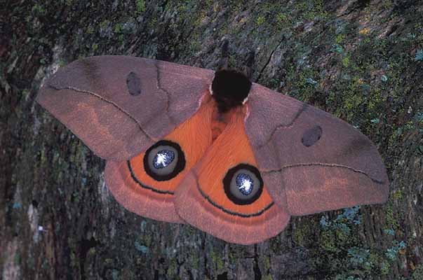 Automeris amoena OVA (Eggs) - World of Butterflies and Moths