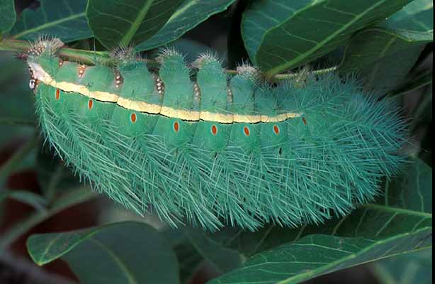 Automeris amoena OVA (Eggs) - World of Butterflies and Moths
