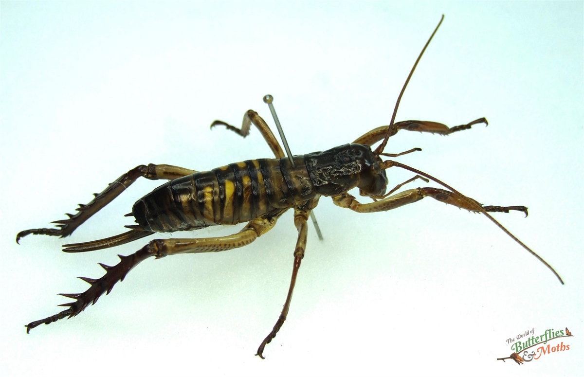 Tree Weta Hemideina crassidens NEW ZEALAND (Pair) - World of ...