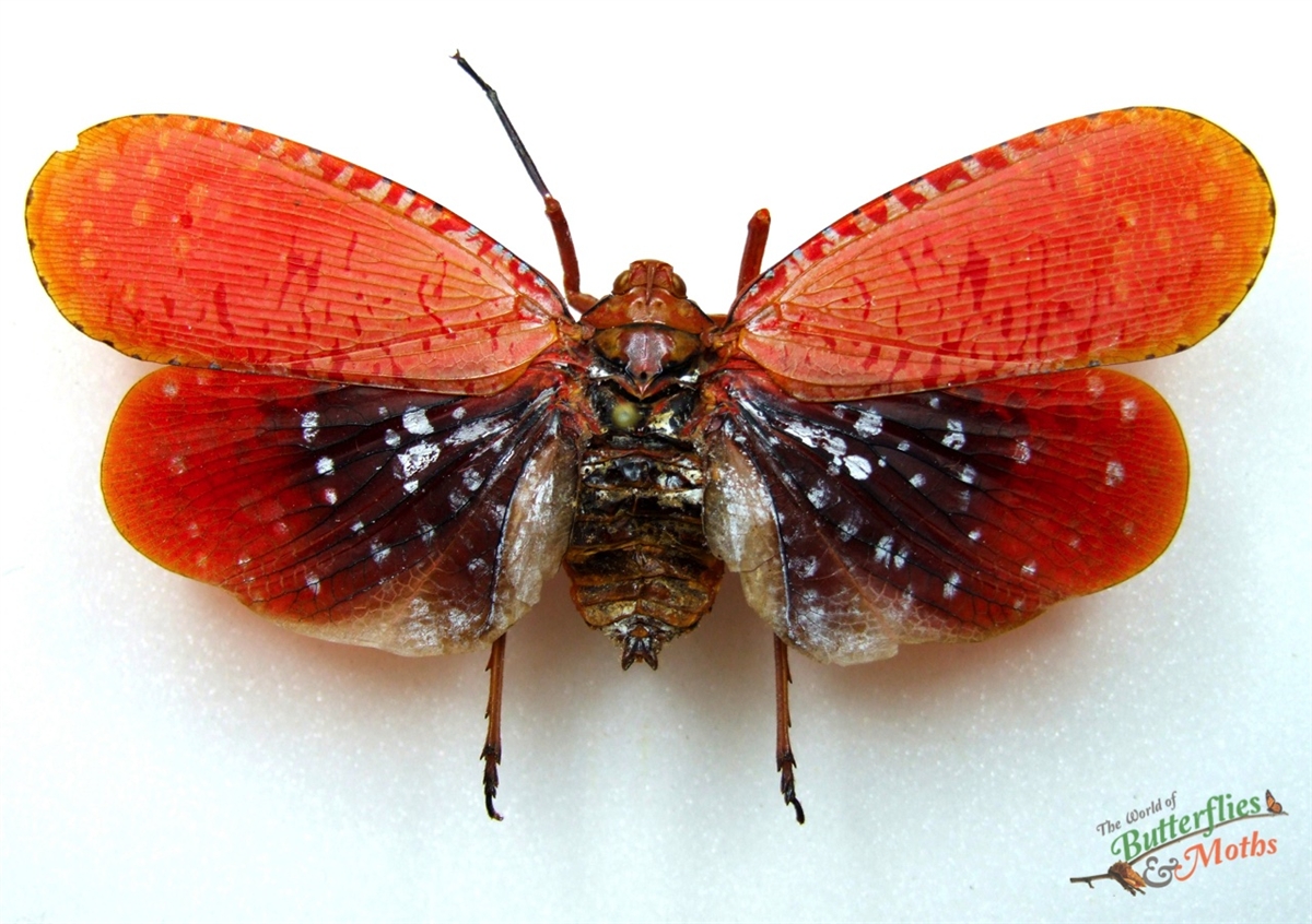 Aphaena submaculata MALAYSIA - World of Butterflies and Moths