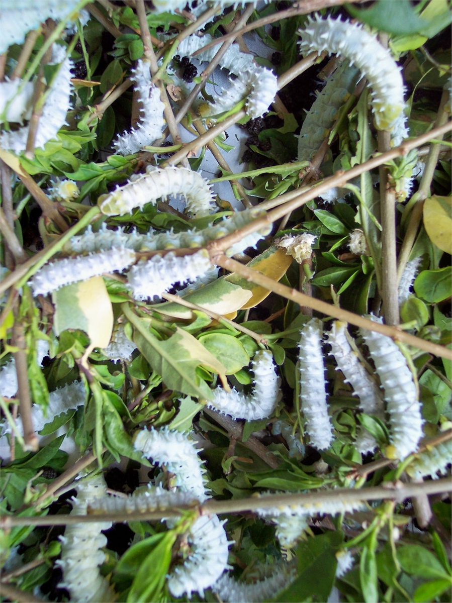 Tree of Heaven Silkmoth (S.cynthia walkeri) OVA (Eggs) - World of ...