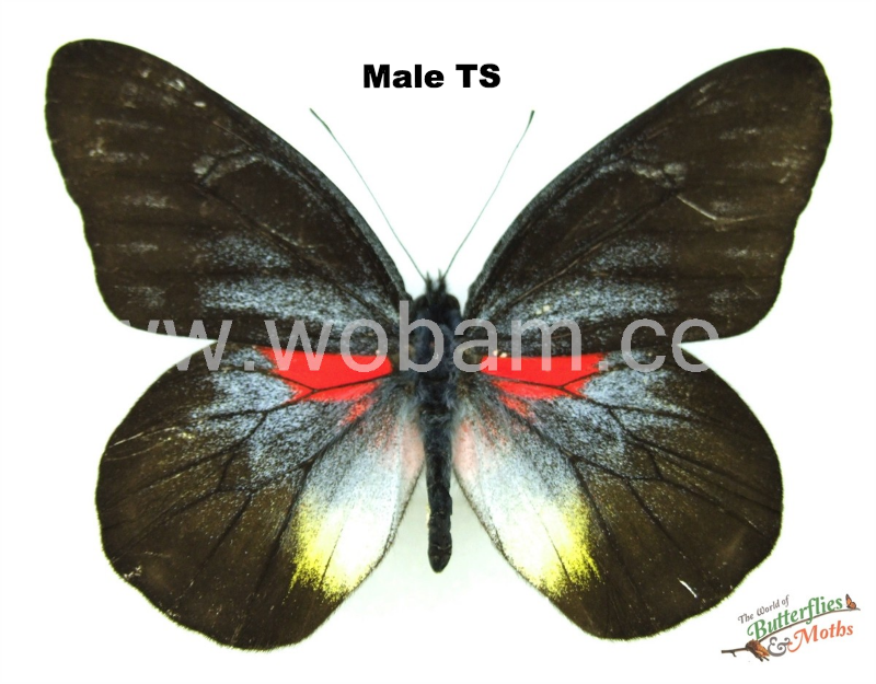 Delias ninus INDONESIA - World of Butterflies and Moths
