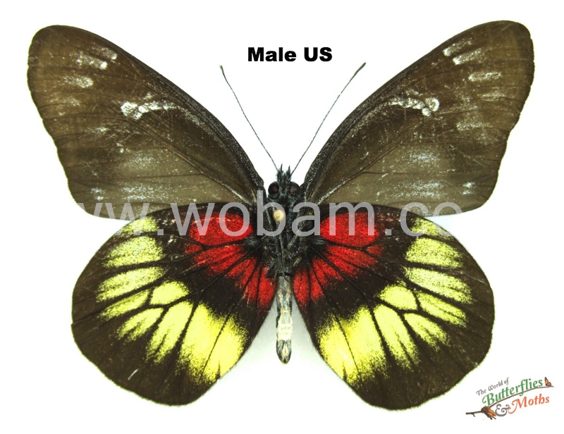 Delias ninus INDONESIA - World of Butterflies and Moths