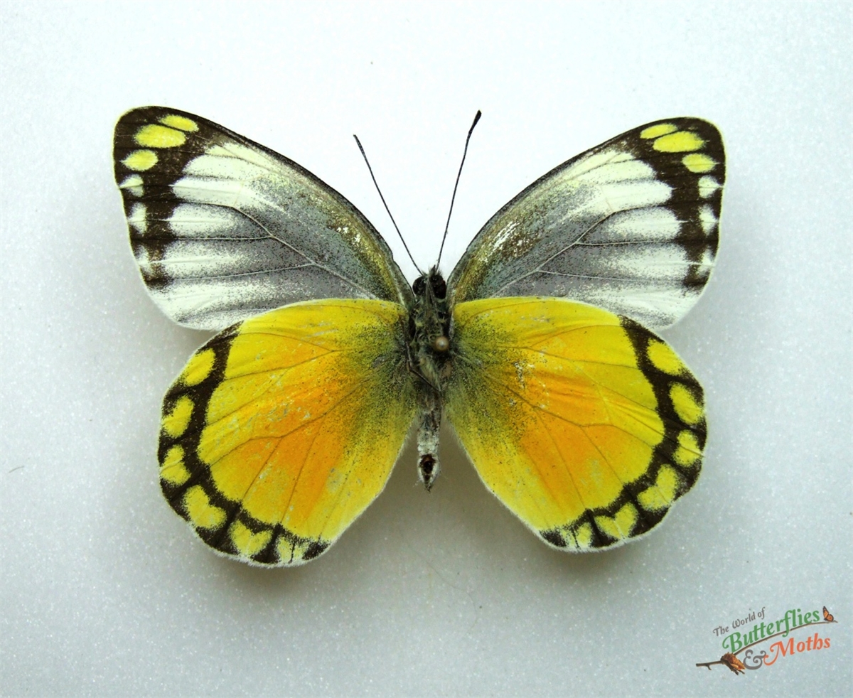 Delias melusina INDONESIA - World of Butterflies and Moths