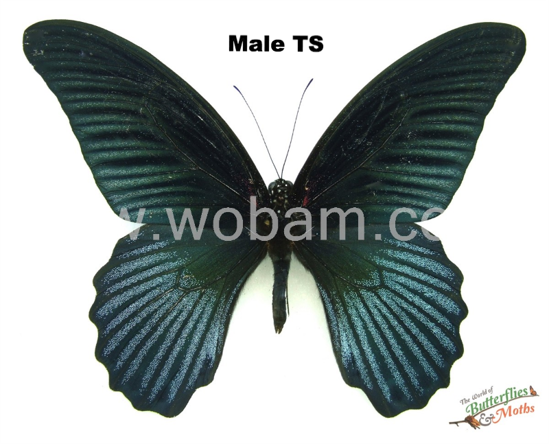 Papilio lowii PHILIPPINES - World of Butterflies and Moths