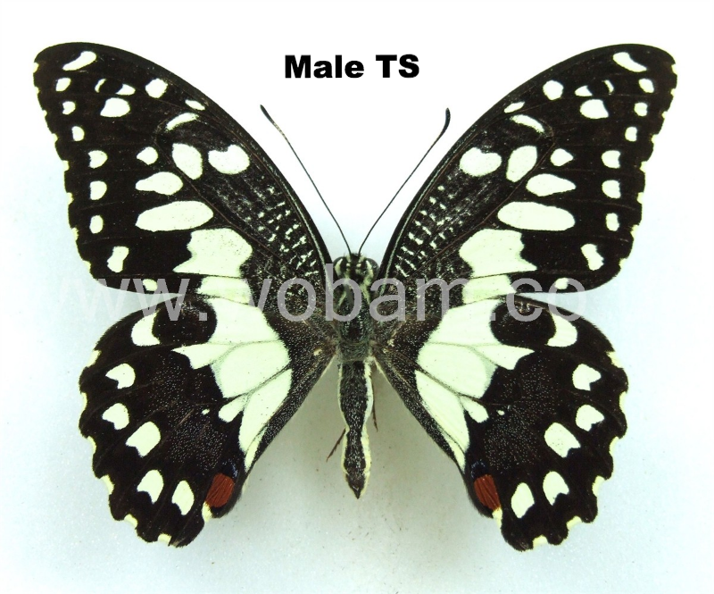 Papilio demoleus libanius Lemon Swallowtail Philippines - World of ...