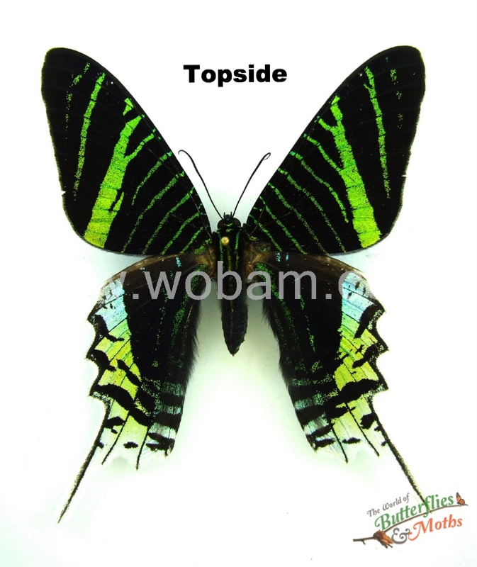Urania leilus Green Banded Sunset Moth PERU - World of Butterflies and ...