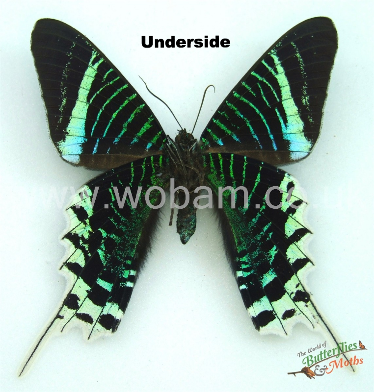 Urania leilus Green Banded Sunset Moth PERU - World of Butterflies and ...