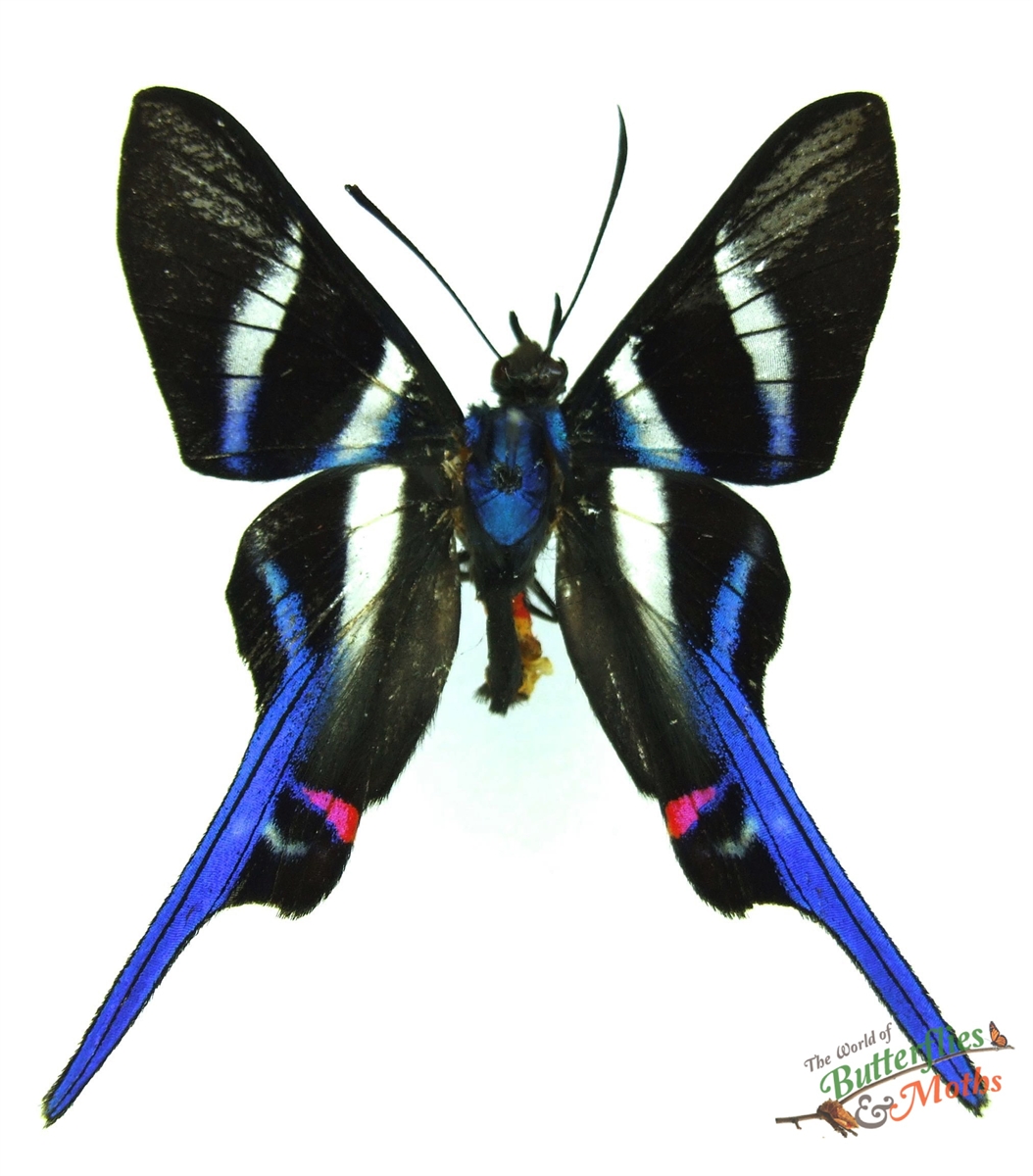 Rhetus arcius Sword Tailed Doctor PERU - World of Butterflies and Moths