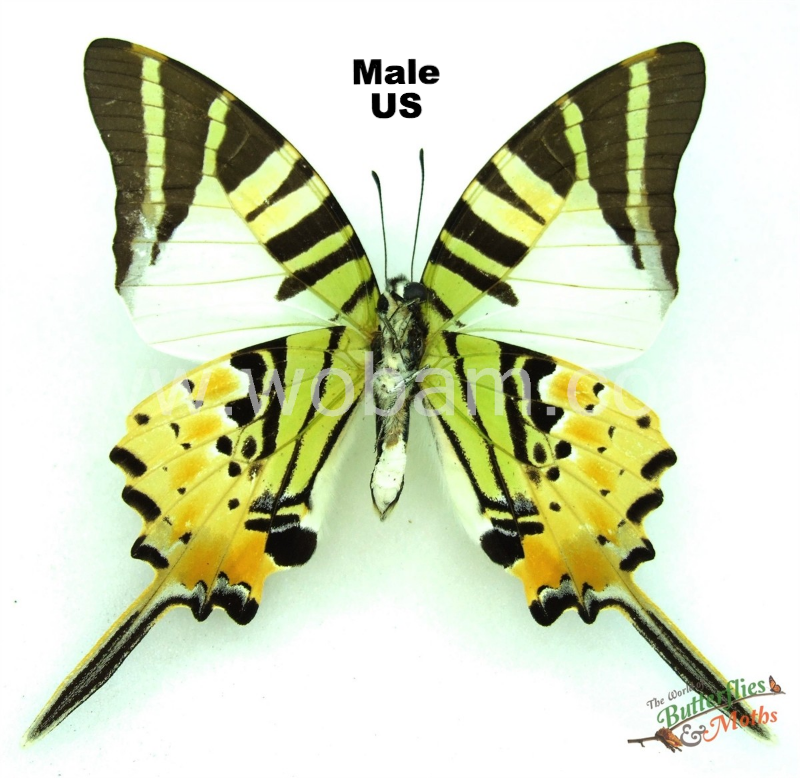 Graphium antiphates Five-bar Swordtail INDONESIA - World of Butterflies ...