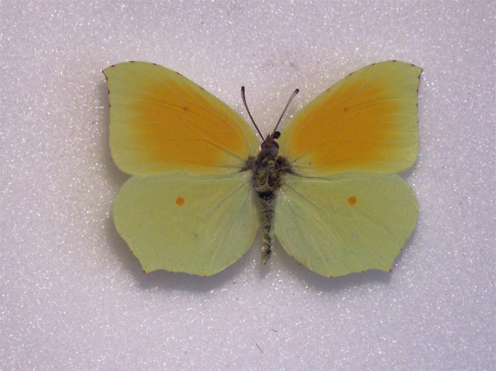 Gonepteryx cleopatra CLEOPATRA - World of Butterflies and Moths