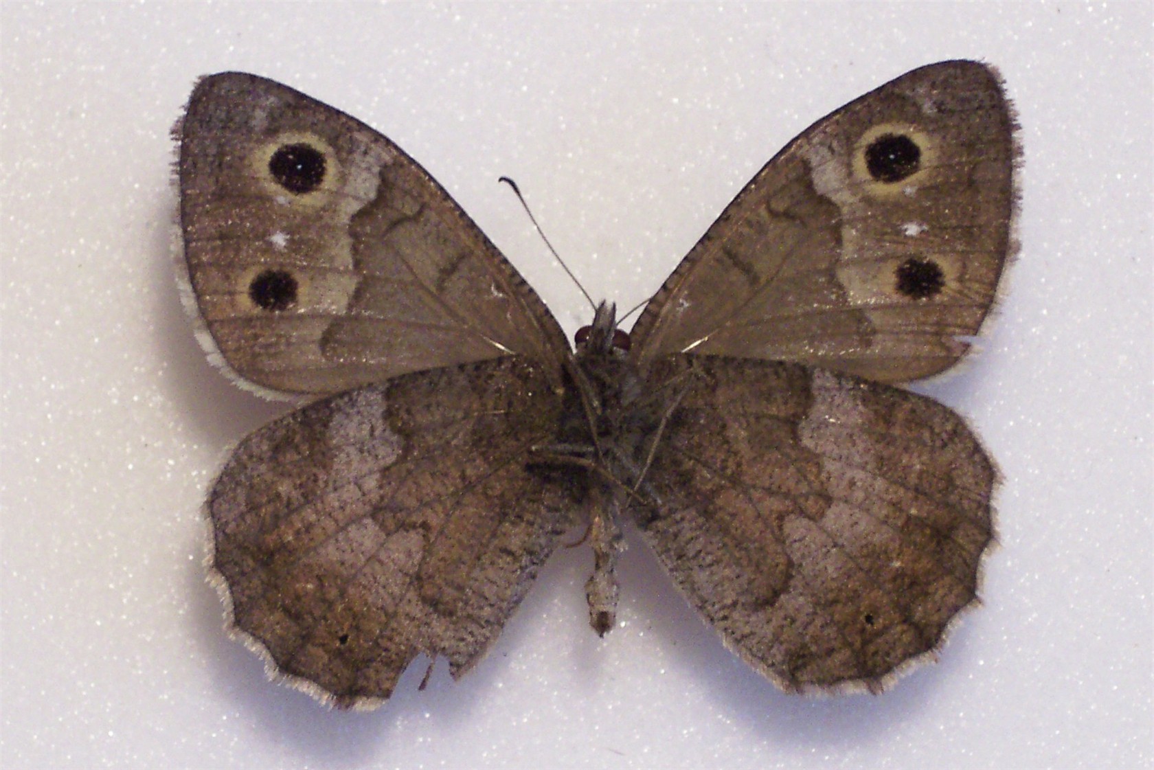 Neohipparchia statilinus TREE GRAYLING - World of Butterflies and Moths