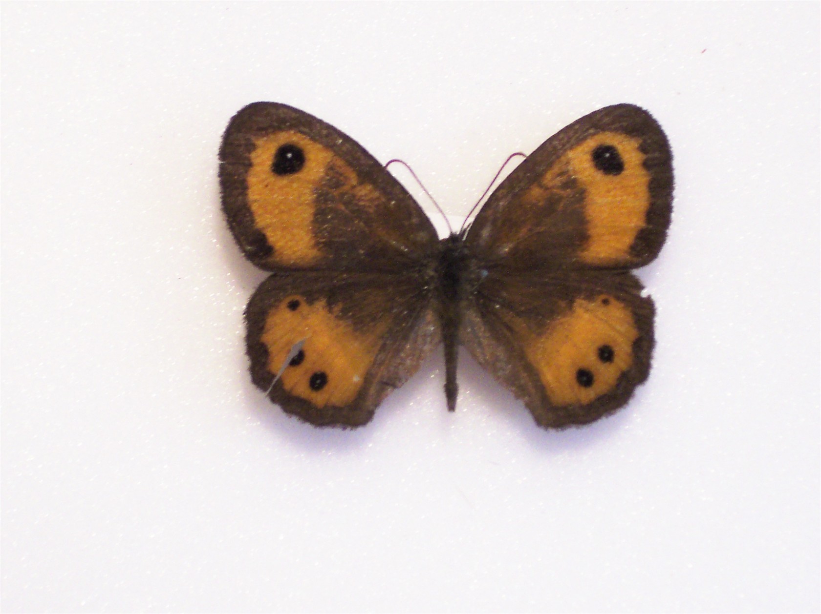 Pyronia bathseba SPANISH GATEKEEPER - World of Butterflies and Moths