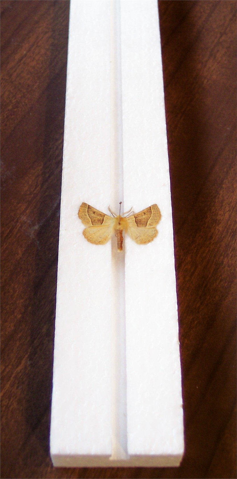 Setting Board Type 1 - World of Butterflies and Moths