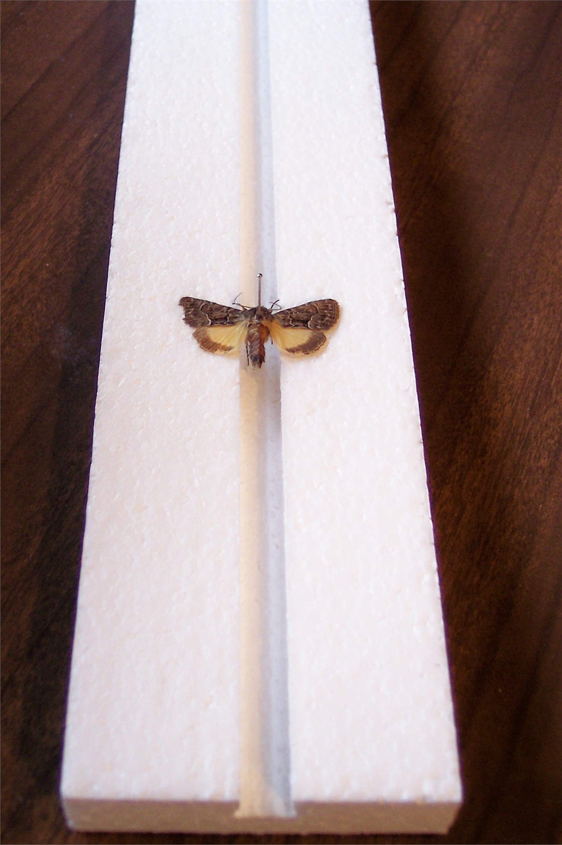 Setting Board Type 2 - World of Butterflies and Moths