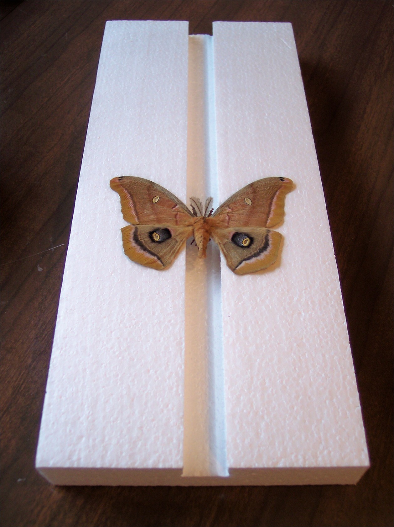 Setting Board Type 4 - World of Butterflies and Moths