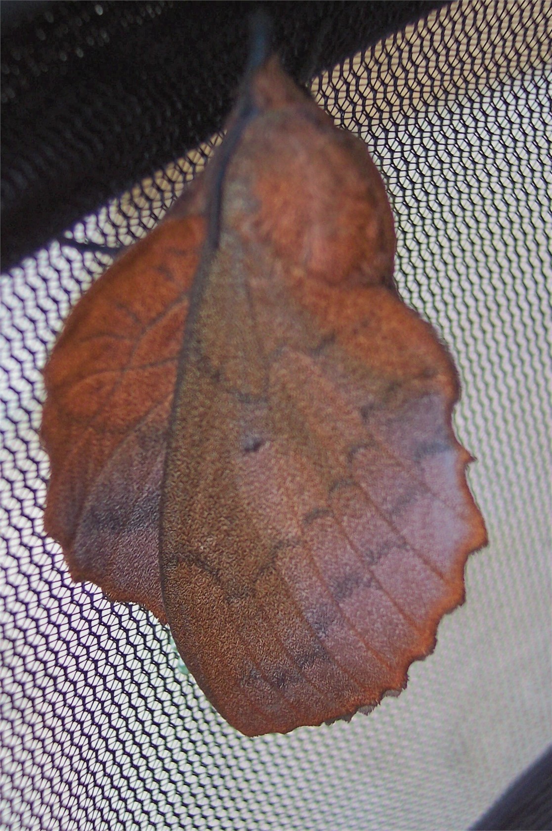 The Lappet Moth (G.quercifolia) - World of Butterflies and Moths