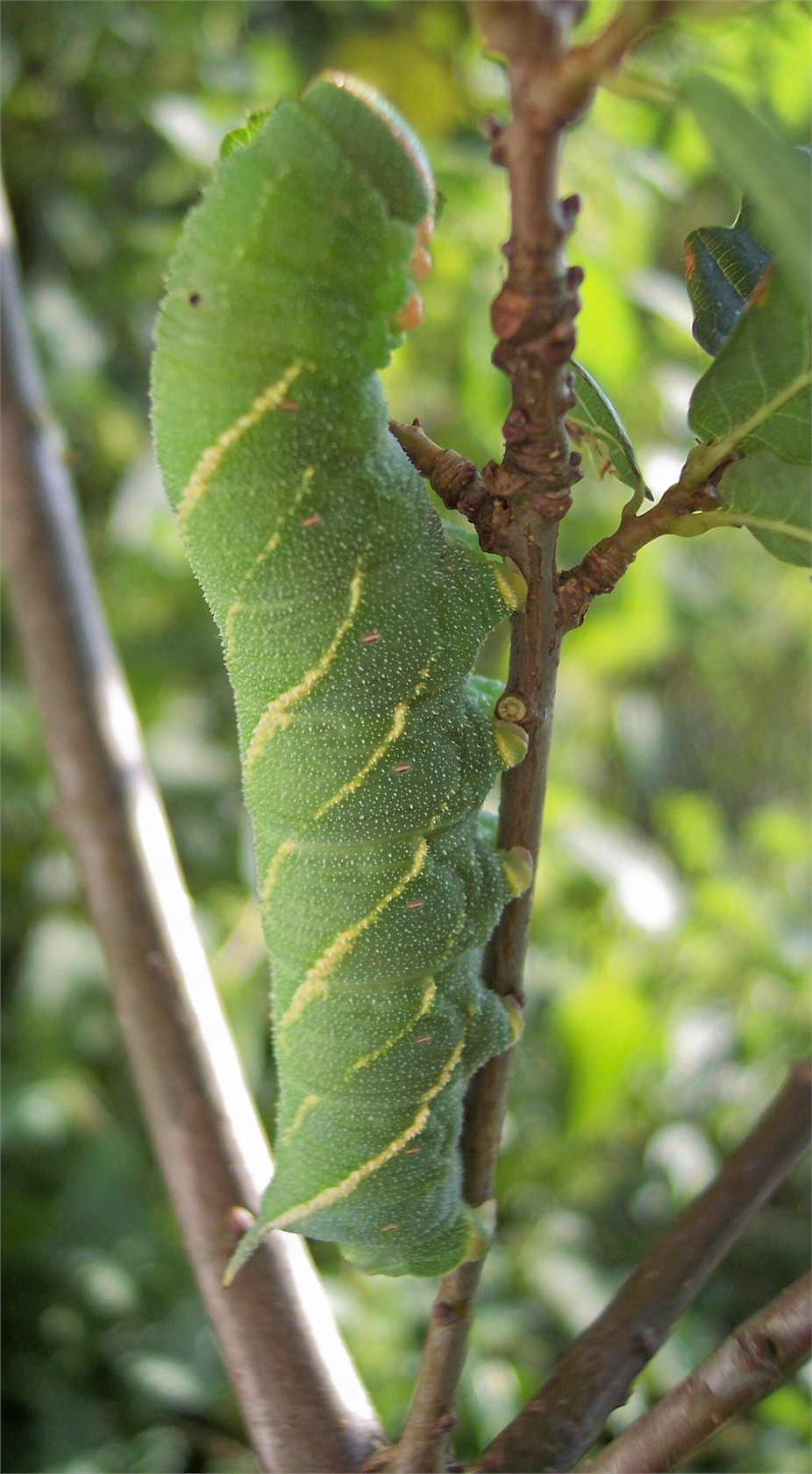 Oak Hawk-Moth (M.quercus) Pupae - World of Butterflies and Moths