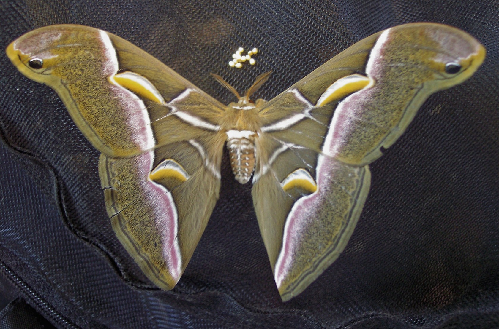 Tree of Heaven Silkmoth (S.cynthia advena) - World of Butterflies and Moths