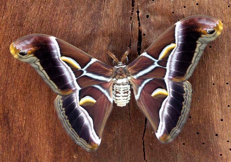 LIVE CATERPILLARS ERI Silkmoth (Samia. cynthia ricini) - World of ...