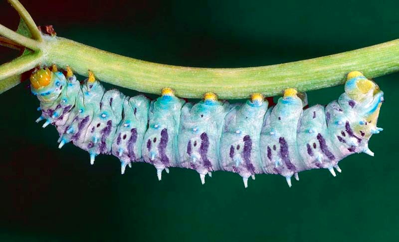 LIVE CATERPILLARS ERI Silkmoth (Samia. cynthia ricini) - World of ...