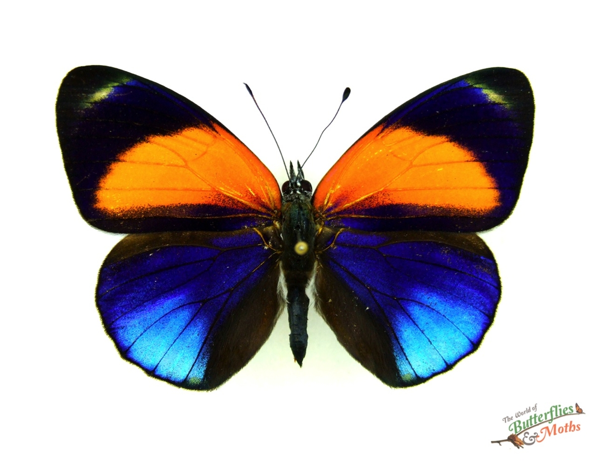 Asterope markii davisi Dotted Glory PERU - World of Butterflies and Moths