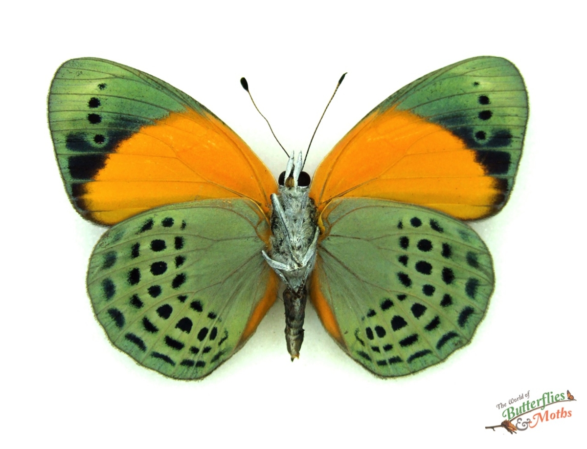 Asterope markii davisi Dotted Glory PERU - World of Butterflies and Moths