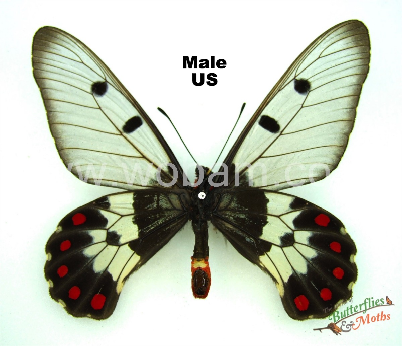 Cressida cressida insularis AUSTRALIA - World of Butterflies and Moths