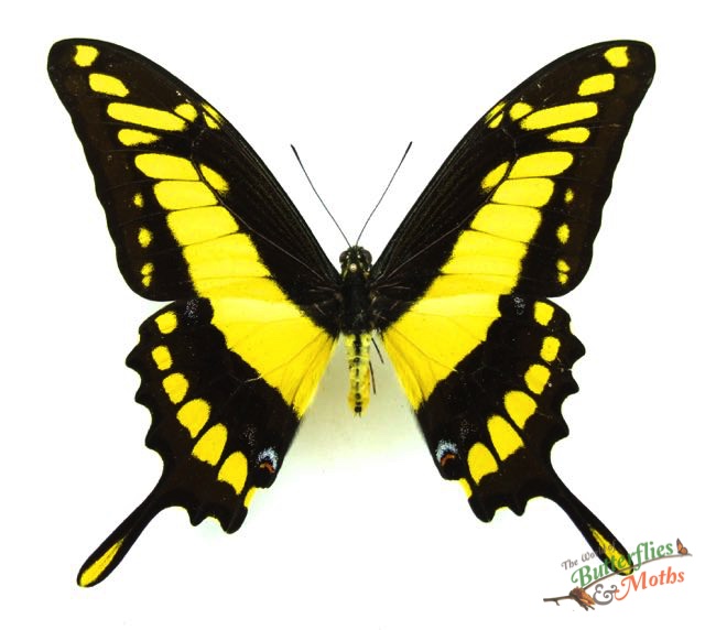 Papilio thoas cinyras King Swallowtail PERU - World of Butterflies and ...