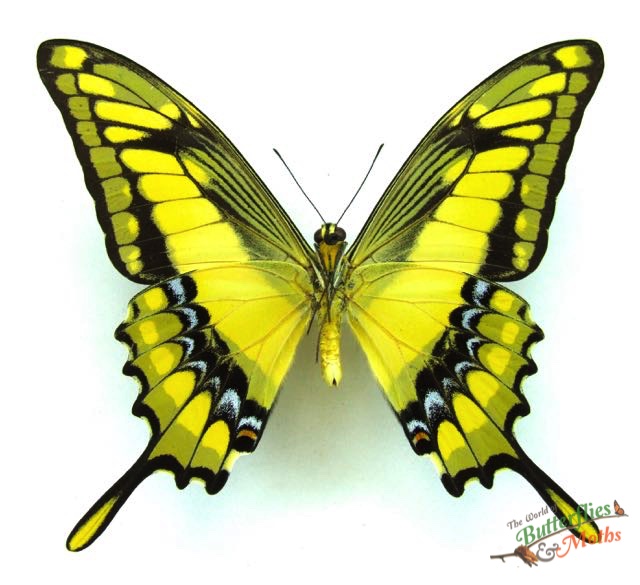 Papilio thoas cinyras King Swallowtail PERU - World of Butterflies and ...