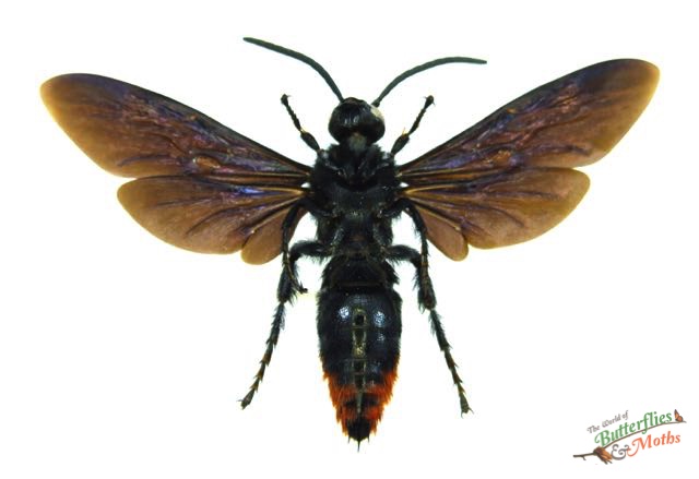 Megascolia azurea - World of Butterflies and Moths