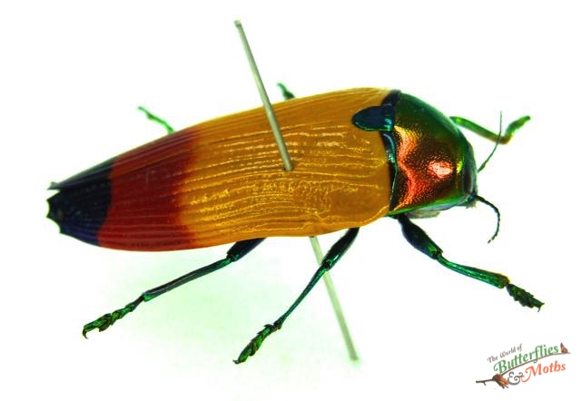 Metaxymorpha apicalis INDONESIA - World of Butterflies and Moths