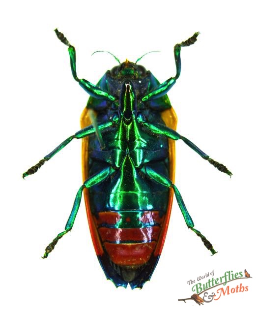 Metaxymorpha apicalis INDONESIA - World of Butterflies and Moths