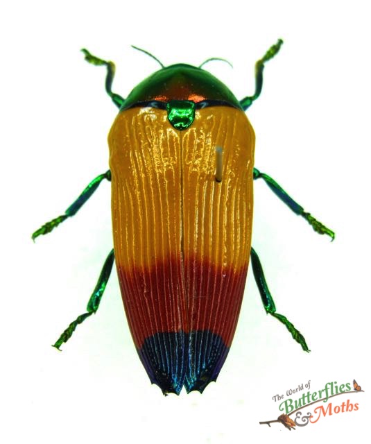 Metaxymorpha apicalis INDONESIA - World of Butterflies and Moths