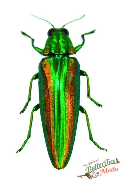 Chrysochroa baudoni THAILAND - World of Butterflies and Moths