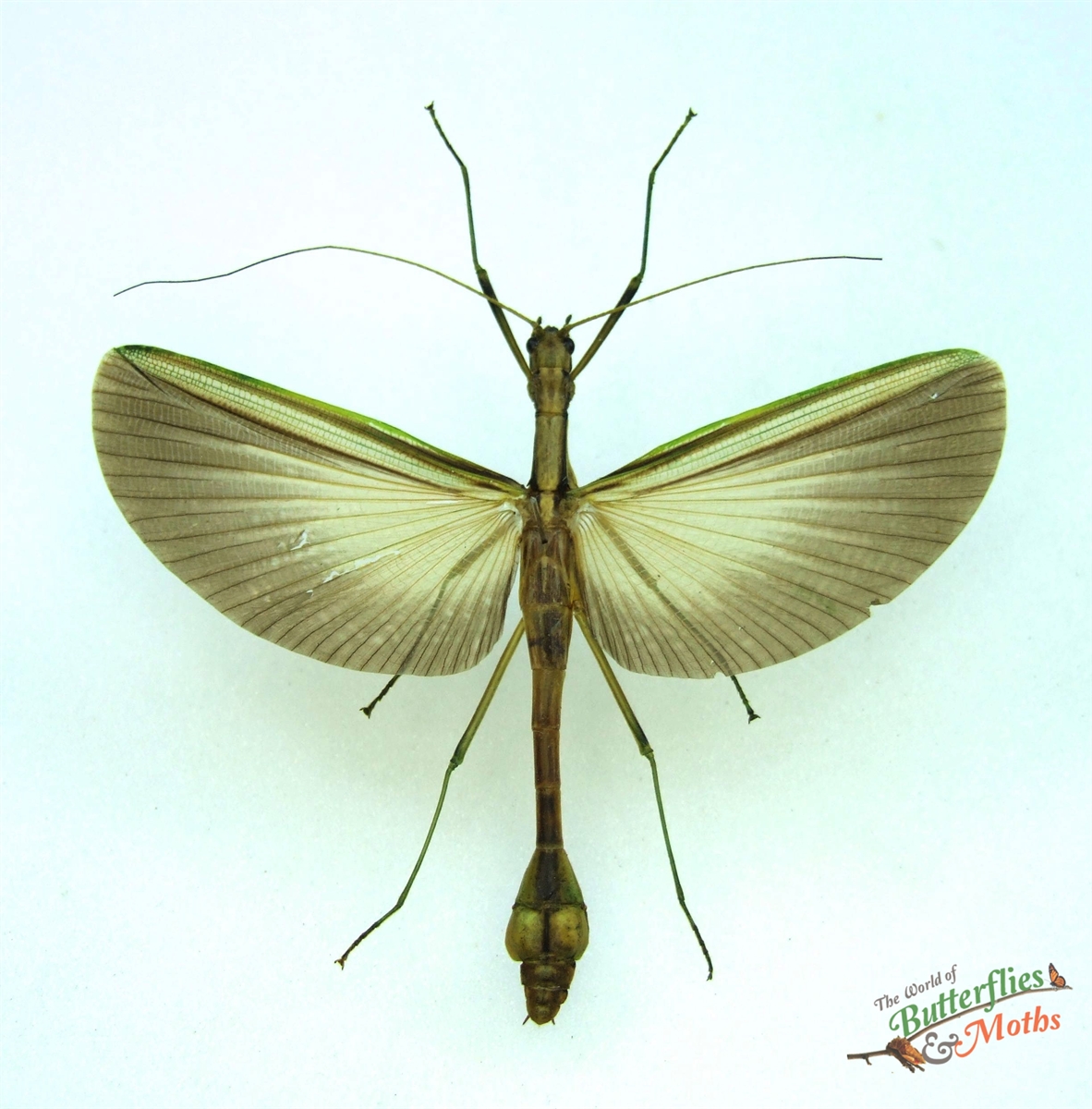 Phasmid species INDONESIA - World of Butterflies and Moths