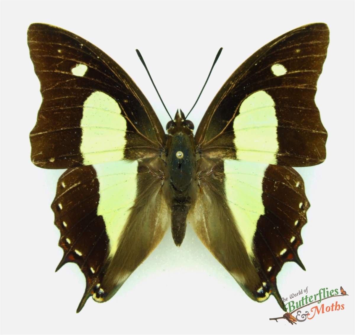 Polyura athamas athamas THAILAND - World of Butterflies and Moths