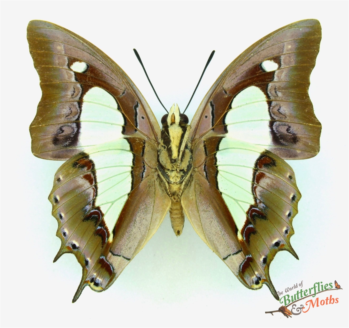 Polyura athamas acuta PHILIPPINES - World of Butterflies and Moths