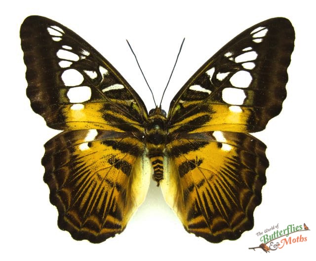 Parthenos sylvia The Clipper butterfly - World of Butterflies and Moths