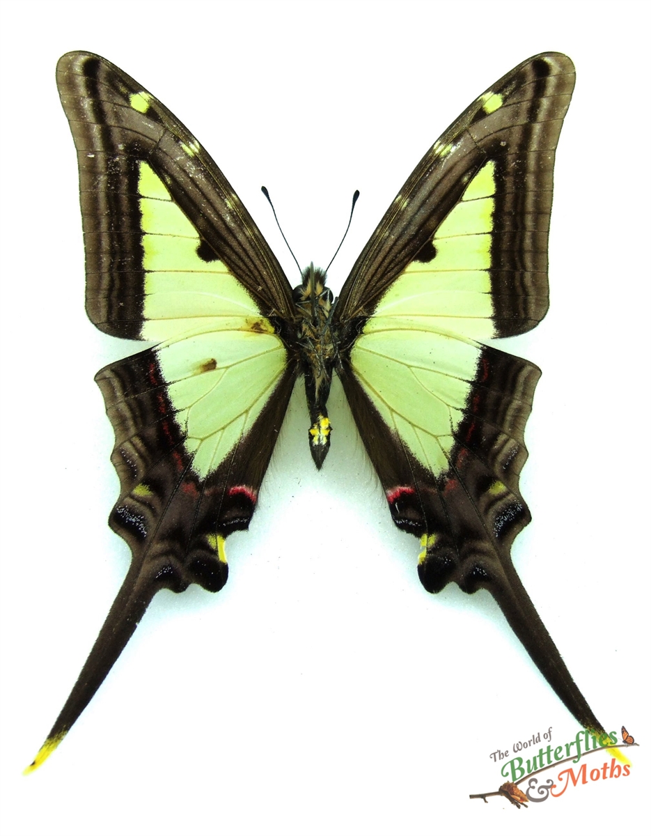 Protographium (Eurytides) leucaspis VENEZUELA (A-) - World of ...