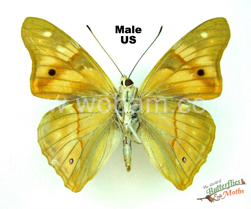 Chitoria ulupi CHINA PH - World of Butterflies and Moths