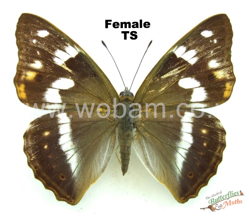 Chitoria ulupi CHINA PH - World of Butterflies and Moths