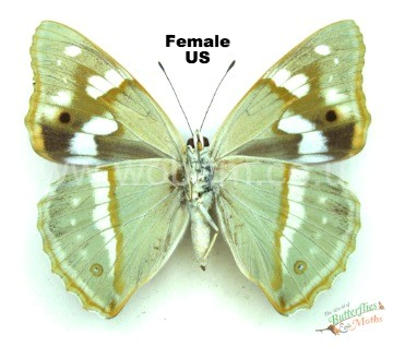 Chitoria ulupi CHINA PH - World of Butterflies and Moths