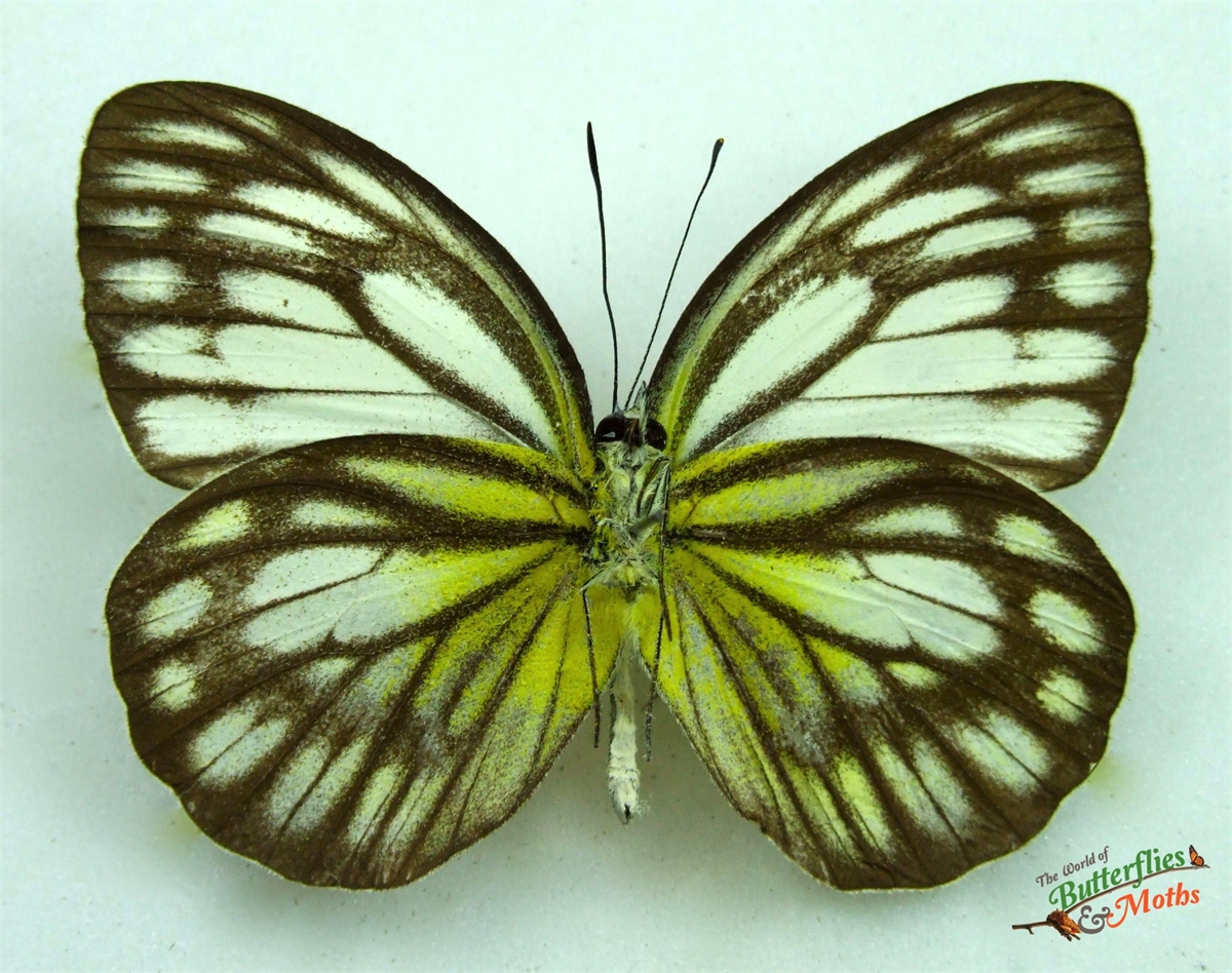 Cepora eperia INDONESIA - World of Butterflies and Moths