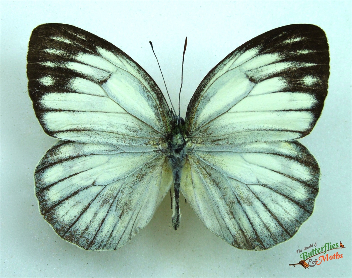 Cepora eperia INDONESIA - World of Butterflies and Moths