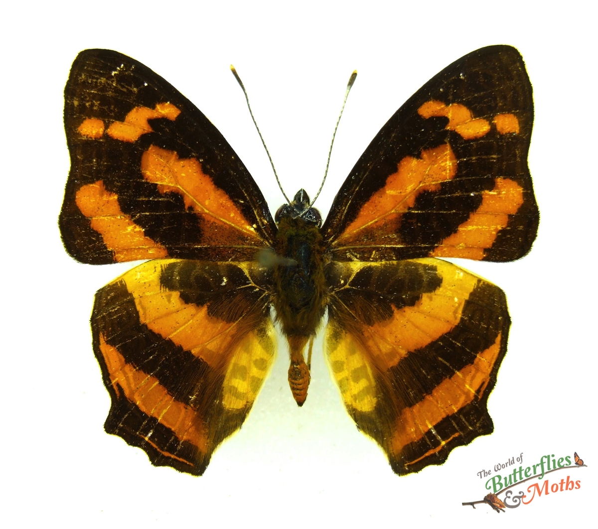 Symbrenthia hypselis Himalayan Jester CHINA - World of Butterflies and ...