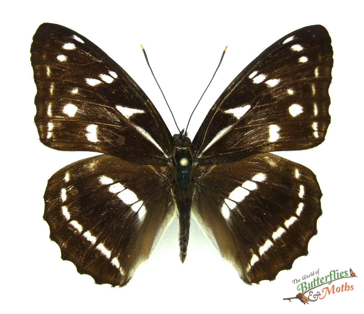 Athyma recurva China - World of Butterflies and Moths