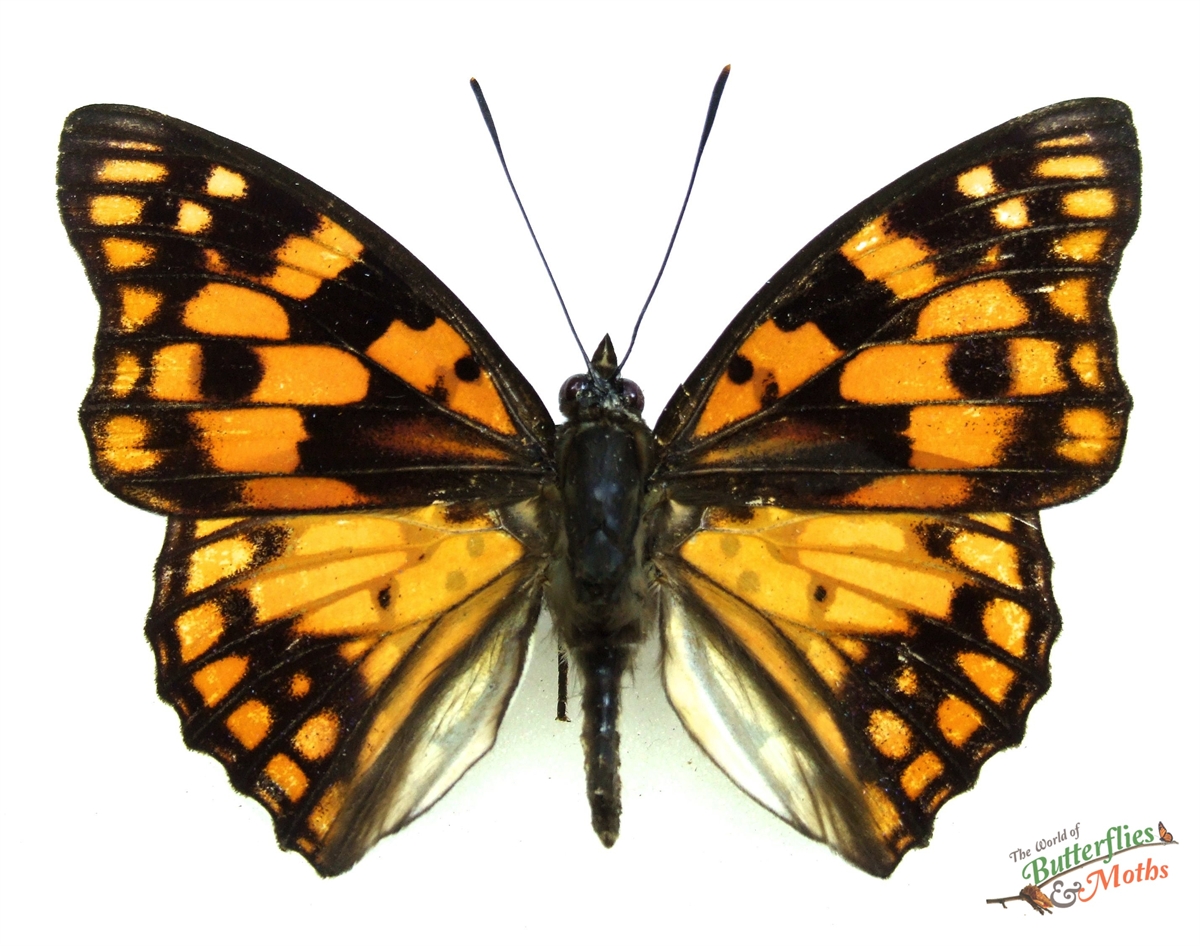 Sephisa princes China - World of Butterflies and Moths