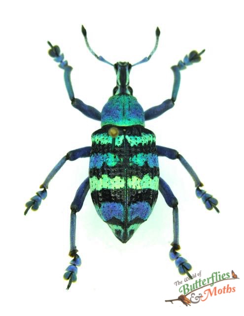 Eupholus magnificus WEST PAPUA - World of Butterflies and Moths